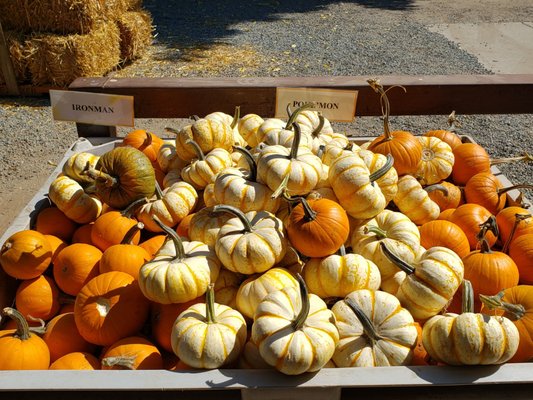 SLOUGHHOUSE CORN - 64 Photos & 29 Reviews - 13501 Jackson Rd ...