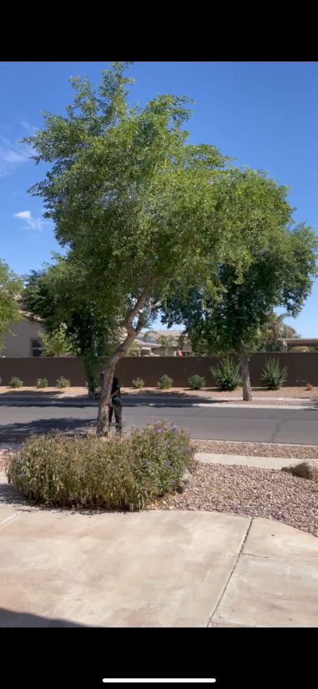 THE TREE AMIGOS - Updated August 2024 - 27 Photos & 21 Reviews - Mesa ...