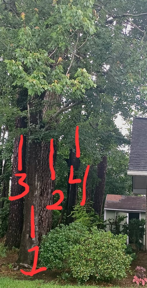 TREE NINJA TREE SERVICE - Updated October 2025 - 11 Photos - Myrtle ...