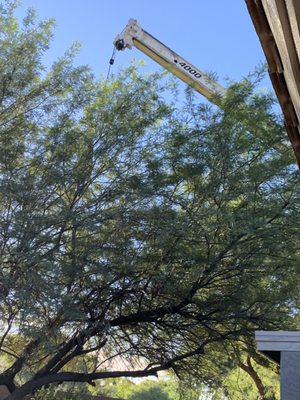 HAYWARD TREE SERVICE - Updated October 2025 - 109 Photos & 155 Reviews ...