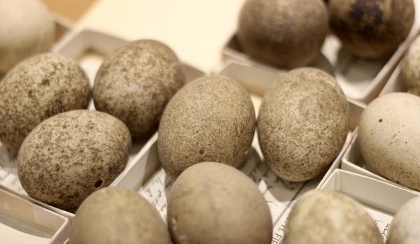 DELAWARE MUSEUM OF NATURE AND SCIENCE - Updated June 2024 - 113 Photos ...