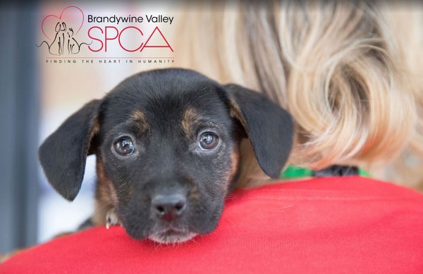 BRANDYWINE VALLEY SPCA - Updated January 2026 - 12 Reviews - 22918 ...