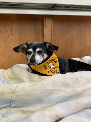 MUTTVILLE SENIOR DOG RESCUE - 260 Photos & 139 Reviews - 255 Alabama St ...