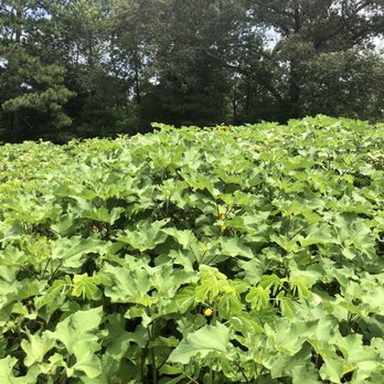 THE ANDERSON SUNFLOWER FARM - Updated May 2026 - 82 Photos & 25 Reviews ...