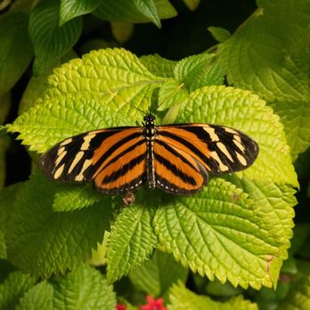 THE BUTTERFLY PLACE - Updated April 2025 - 315 Photos & 99 Reviews ...