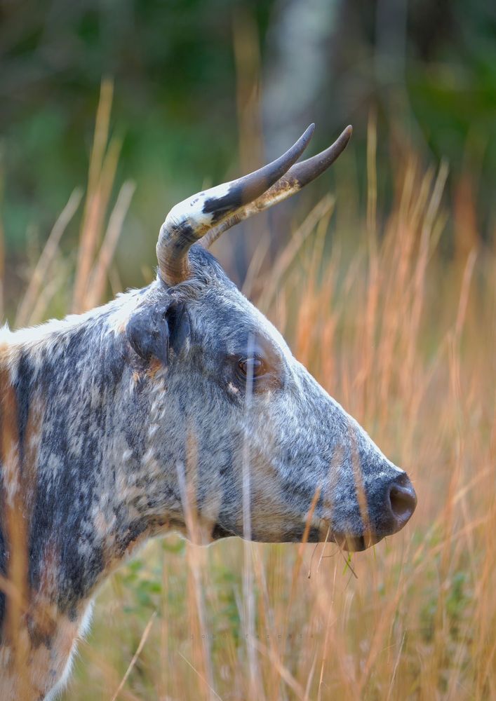 BULLFROG CREEK WILDLIFE AND ENVIRONMENTAL AREA - Updated April 2024 ...