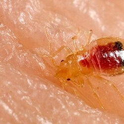 ISSAQUAH PEST CONTROL - 26 Photos & 265 Reviews - 1315 NW Mall St ...