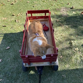 PATCHEN PUMPKIN PATCH - Updated September 2024 - 82 Photos & 19 Reviews ...