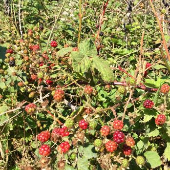 CLEONE CAMPGROUND - Updated December 2025 - 11 Photos & 12 Reviews ...