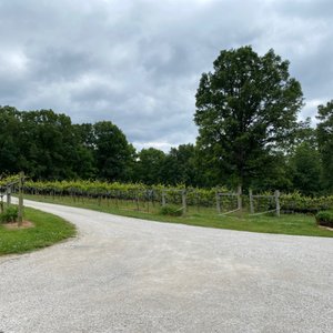 TIPSY TURTLE - Updated April 2025 - 24 Photos - 4530 Lemay Ferry Rd, St ...