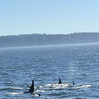 PUGET SOUND EXPRESS - Updated May 2025 - 184 Photos & 81 Reviews - 459 ...