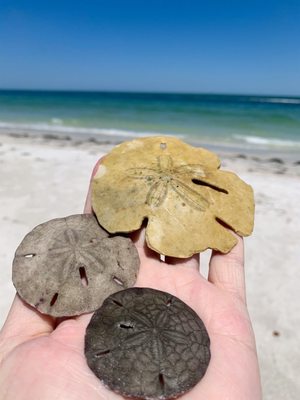 SHELL KEY SHUTTLE - Updated June 2024 - 81 Photos & 37 Reviews - 801 ...