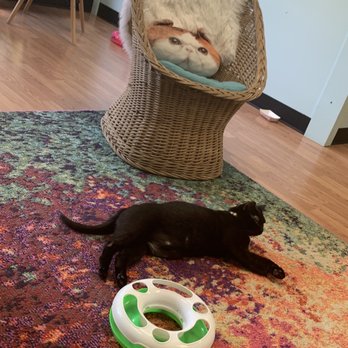 CATNIP CAT CAFE - Updated January 2026 - 198 Photos & 52 Reviews - 1611 ...