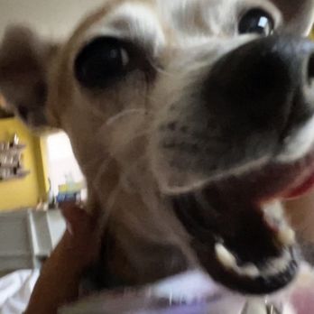 SIENA ANIMAL HOSPITAL - Updated October 2024 - 31 Photos & 80 Reviews ...