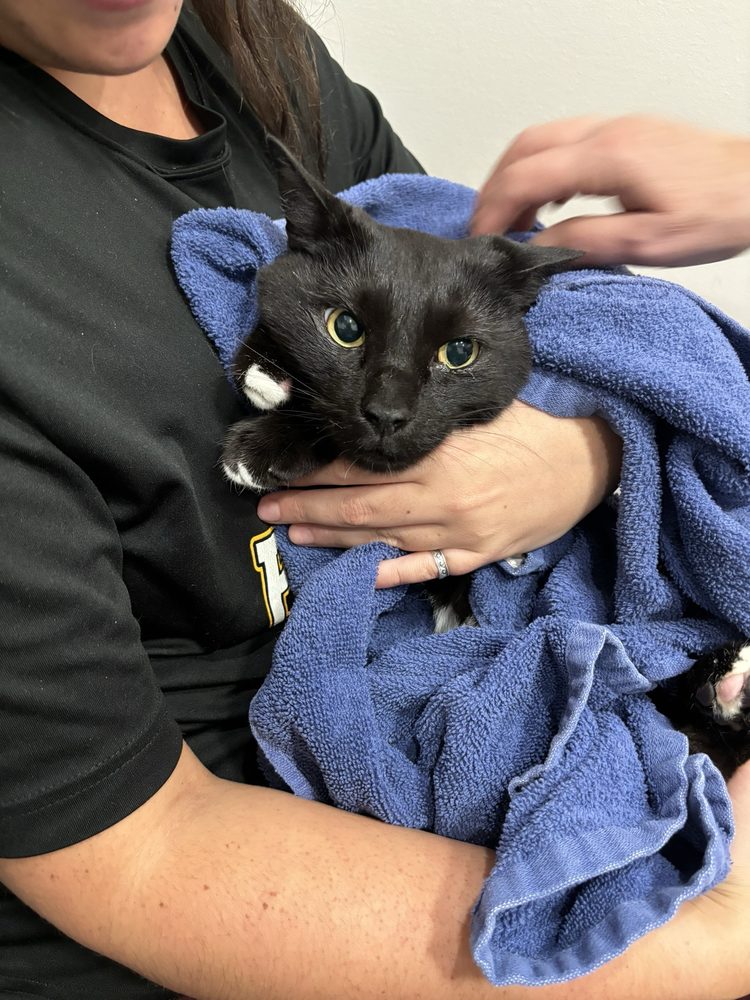 SPRINGFIELD VETERINARY HOSPITAL AND DENTAL CLINIC - Updated September ...