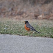 OAK RIDGE PRAIRIE COUNTY PARK - 27 Photos - Hiking - 301 S Colfax St ...