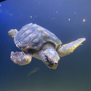 UGA MARINE EDUCATION CENTER & AQUARIUM - Updated August 2025 - 66 ...