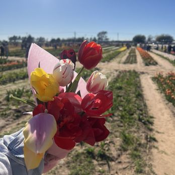 TEXAS-TULIPS - Updated March 2025 - 470 Photos & 148 Reviews - 10656 FM ...