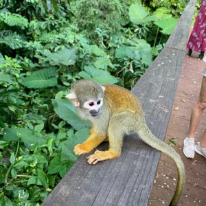 MONKEY JUNGLE - 370 Photos & 184 Reviews - 14805 SW 216th St, Miami, FL ...