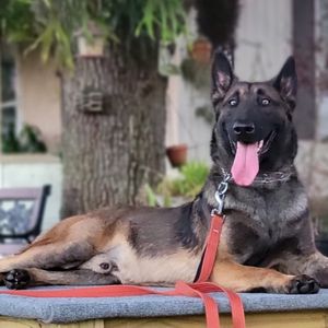 ALL AMERICAN DOG TRAINING ACADEMY - Riverview, Florida - Pet Training ...