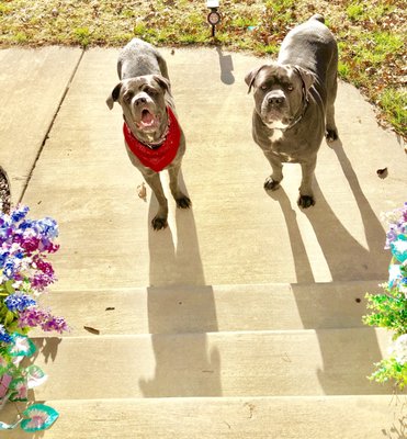 AL LYNN ANIMAL HOSPITAL - Updated September 2025 - 13 Photos & 45 ...