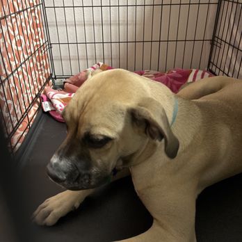 NOT JUST 4 PAWS ANIMAL HOSPITAL - Updated January 2025 - 37 Photos ...