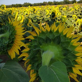 GRINTER’S SUNFLOWER FARM - Updated October 2025 - 111 Photos & 38 ...