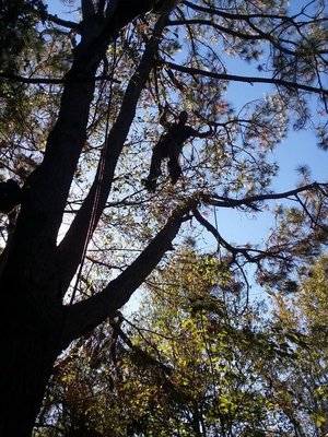 JOHN SISCO TREE SERVICE AND REMOVALS - Updated January 2026 - 12 Photos ...