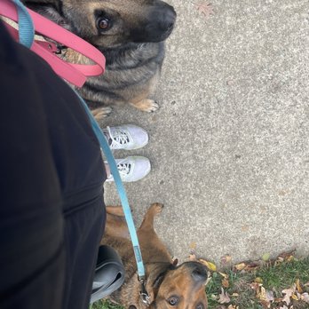 CONTROLLED K9 - Updated January 2025 - 41 Photos & 30 Reviews - Broad ...