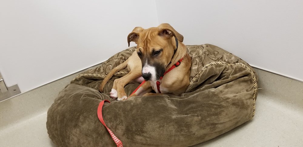 Sno King Veterinary Clinic