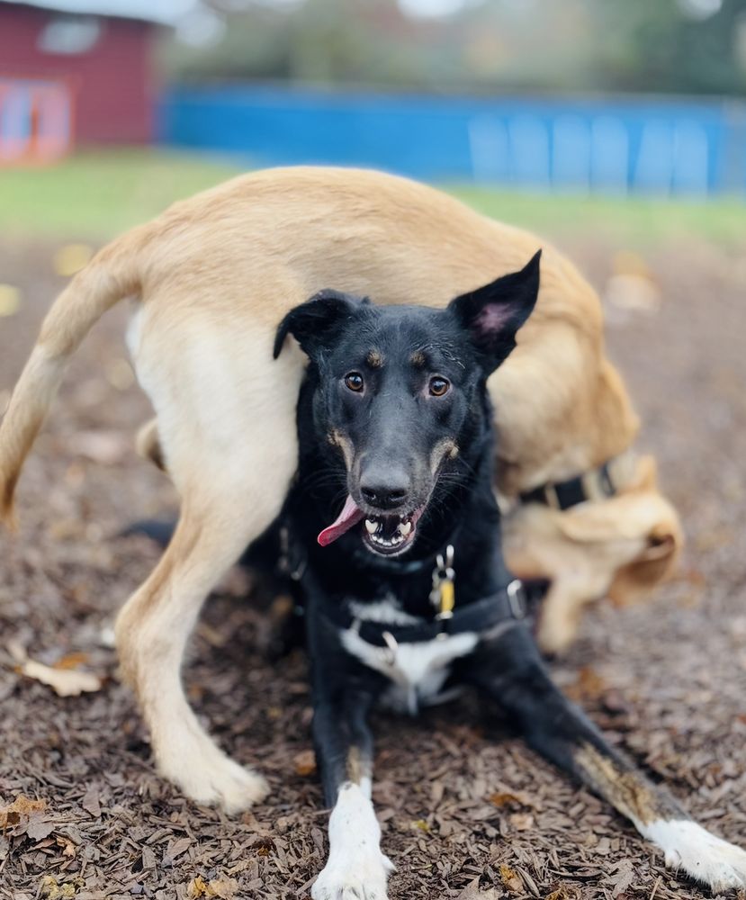 ORCHARD POINT KENNELS - Updated August 2025 - 27178 Clear Lake Rd ...