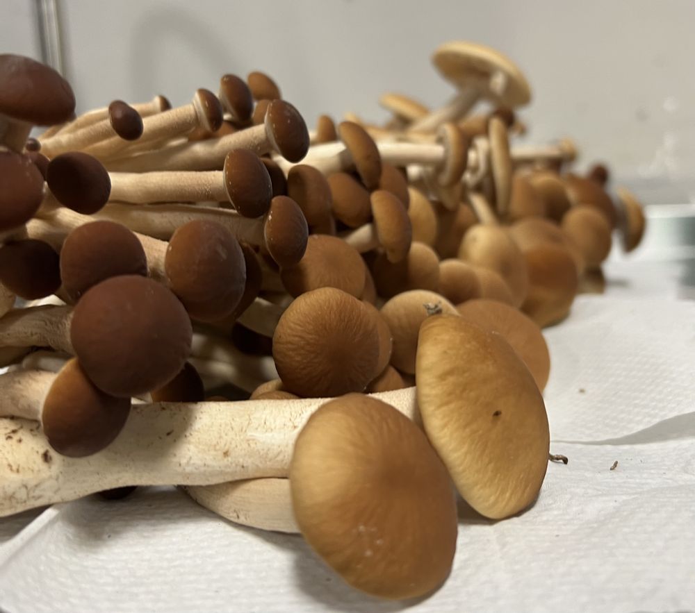 MYCEL MUSHROOMS - Updated August 2025 - 19 Photos - 9854 S 700th E ...