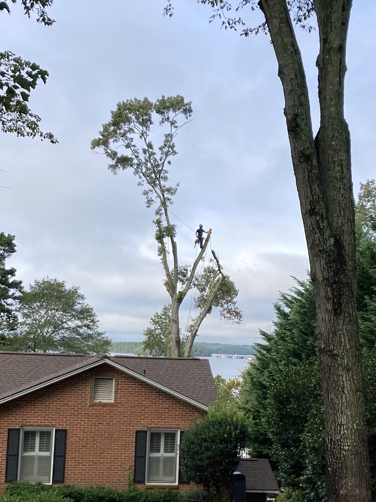 ARBOR-ALL TREE SERVICE - Updated July 2025 - 10 Photos - 700 Boundary ...