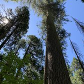 Calaveras Big Trees State Park - 690 Photos & 258 Reviews - Parks ...