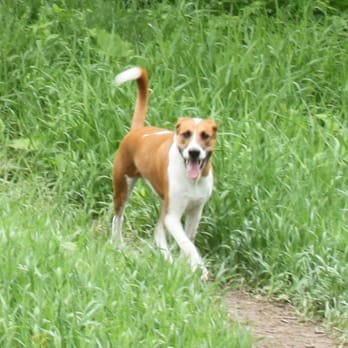 FOX RIVER BLUFF DOG PARK - Updated October 2025 - 31 Photos & 11 ...