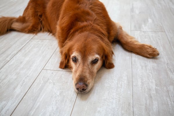 J & J CARPET ONE FLOOR & HOME - Updated July 2024 - 84 Photos - 705 N ...