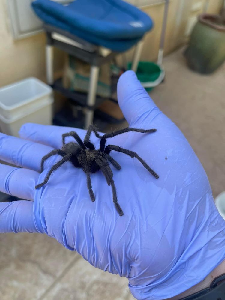 JD PEST - Updated September 2025 - 14 Photos & 13 Reviews - 892 Boxwood ...