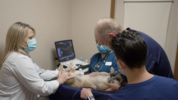 VCA MONTGOMERY ROAD ANIMAL HOSPITAL - Updated December 2025 - 48 Photos ...