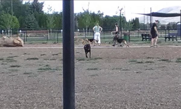 ROTARY PARK OFF LEASH DOG AREA - Updated July 2025 - 1200 W 5th Ave ... ROTARY PARK OFF LEASH DOG AREA - Updated July 2025 - 1200 W 5th Ave ...