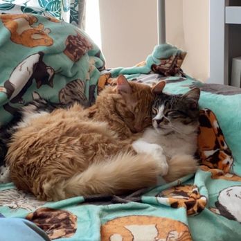 HIGH COUNTRY HUMANE - Updated December 2025 - 30 Photos & 25 Reviews ...