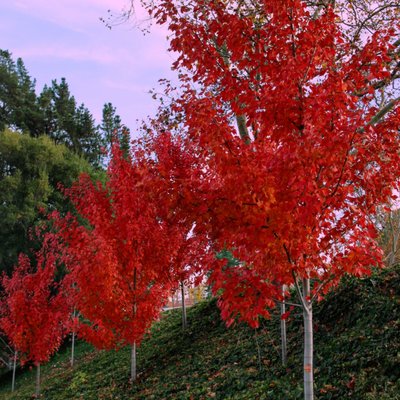 ROSSMOOR - Updated May 2026 - 21 Photos & 45 Reviews - 1001 Golden Rain ...