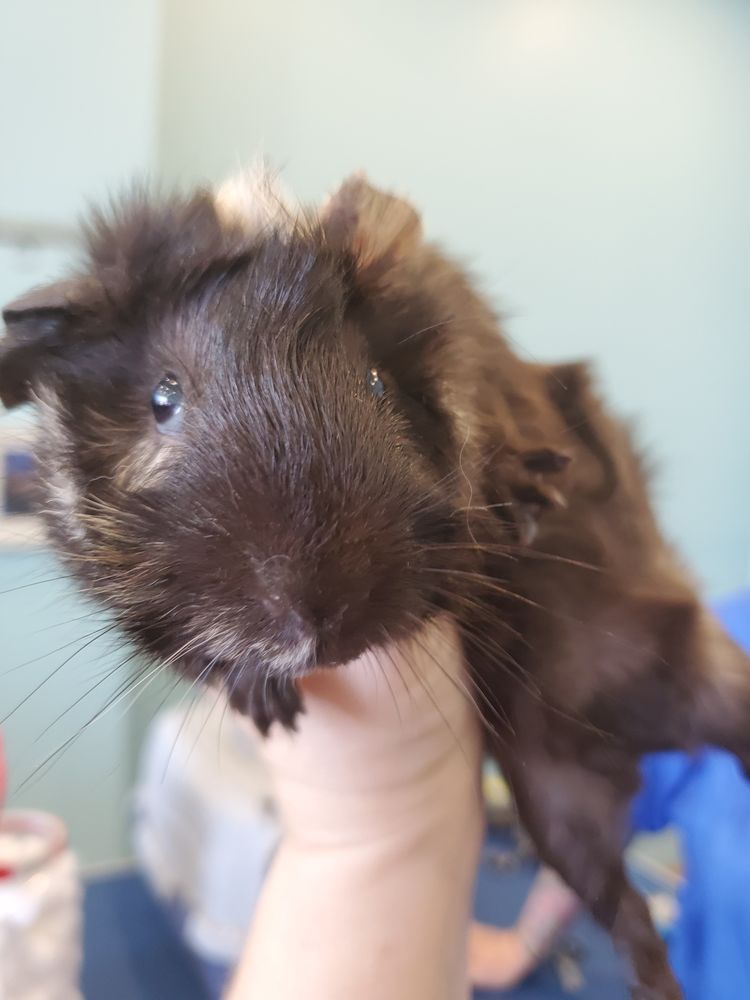 STEPHANIE S PET GROOMING Updated July 2024 14 Photos 451 Guleph stephanie-s-pet-grooming-updated-july-2024-14-photos-451-guleph