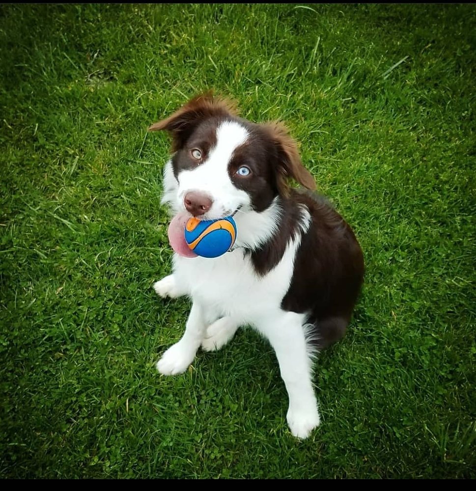 PAWS AND CLAWS KENNEL - Updated August 2024 - Request Information ...