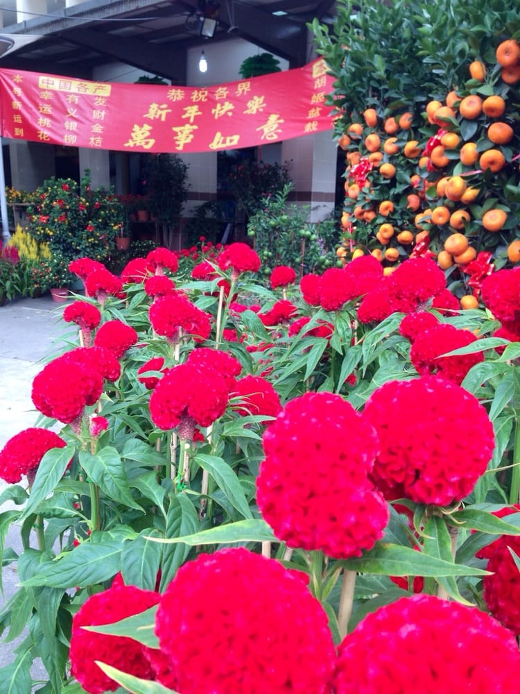 SWEE SENG AQUARIUM FLORIST CENTRE - Updated August 2025 - 109 Clementi ...