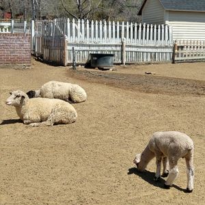 Riley’s Apple Farm - 272 Photos & 164 Reviews - Pick Your Own Farms ...