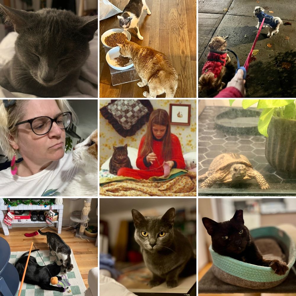 JOHN THE CAT CAT SITTING - Updated June 2025 - New York, New York - Pet ...