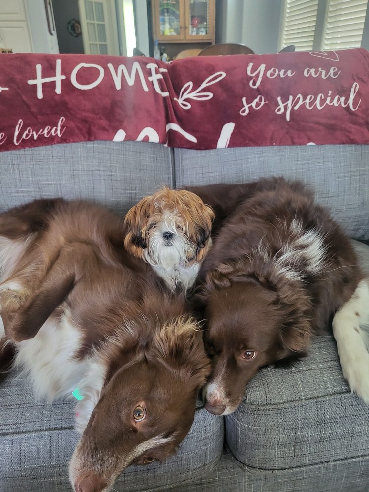 DOGS-A-JAMMIN - Updated December 2025 - 48 Reviews - 16725 232nd Ave NE ...