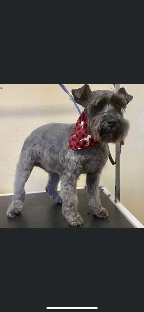 ALL PAWS N’ MORE GROOMING - Updated September 2024 - Request an ...