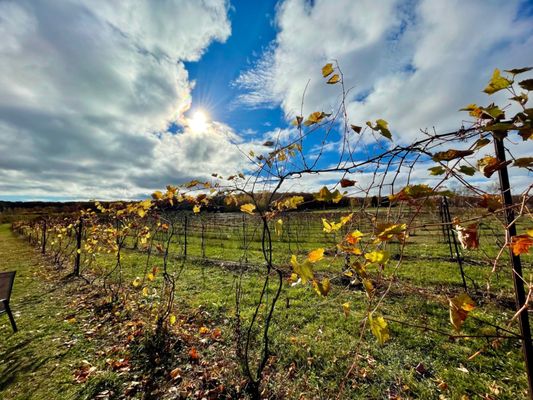 BAYFIELD WINERY AND BLUE OX CIDER - Updated October 2025 - 49 Photos ...