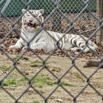 TIGER WORLD - Updated January 2026 - 438 Photos & 118 Reviews - 4400 ...